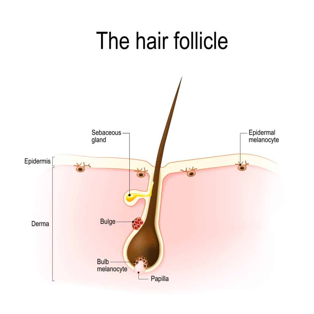 Hair Follicle Structure Illustration Of Hair Follicle Structure The Hair Follicle Structure Illustration Of Hair Follicle Structure The