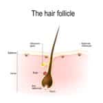 What Is A Hair Follicle: Function And Anatomy | Cosmedica