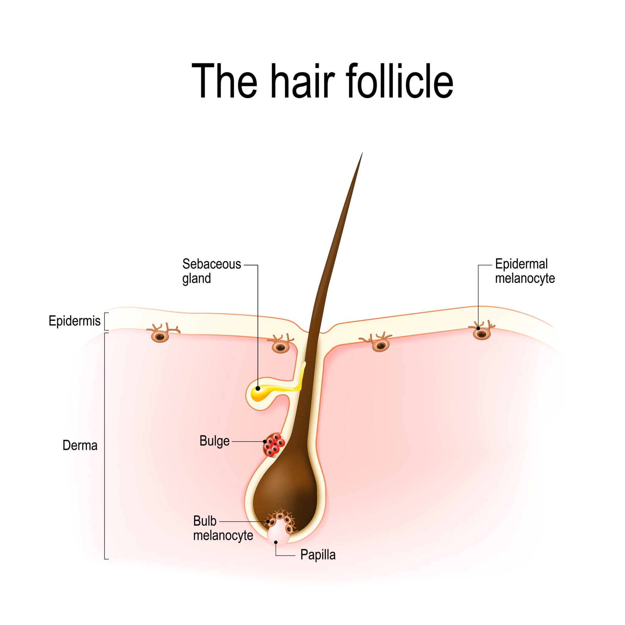 What Is A Hair Follicle: Function And Anatomy | Cosmedica