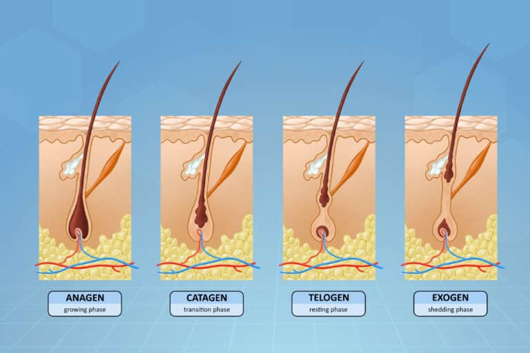 Haarfollikel: Funktion und Störungen - Cosmedica